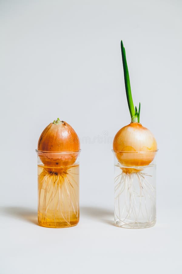 Sprouted and Common Bulb in Transparent Glass Stock Image - Image of ...