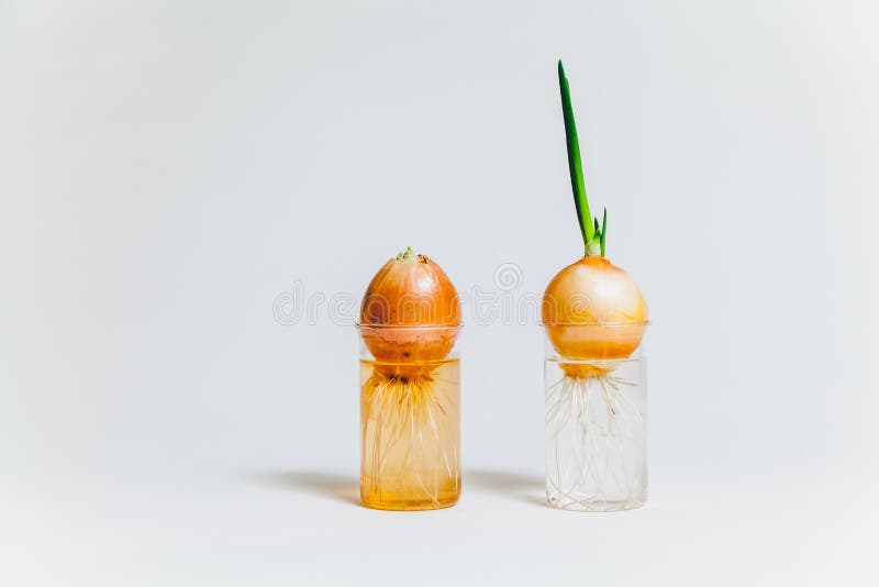 Sprouted and Common Bulb in Transparent Glass Stock Image - Image of ...