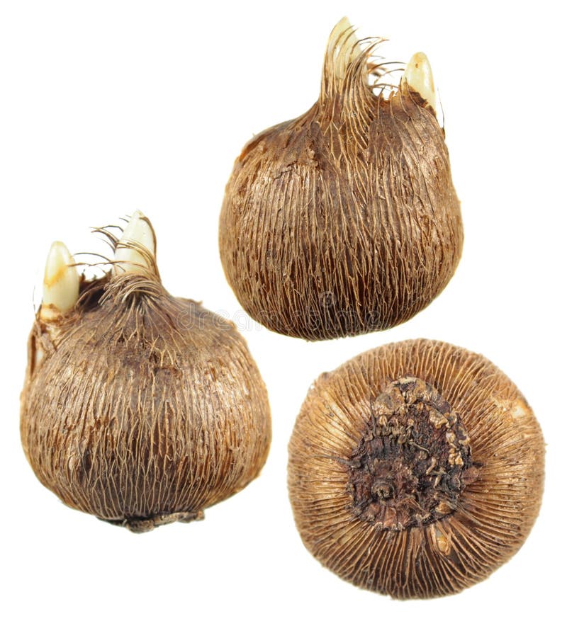 Sprouted Corms Stock Photos - Free & Royalty-Free Stock Photos from ...