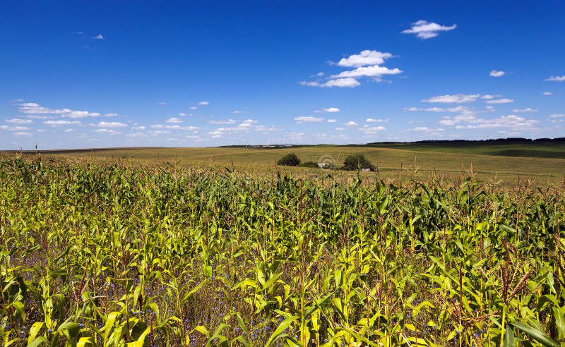 Sprouted corn . field stock image. Image of corn, agriculture - 61203945