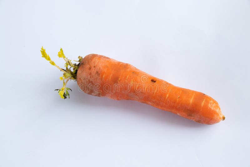 Sprouted Dirty Carrots on a White Background Stock Image - Image of ...