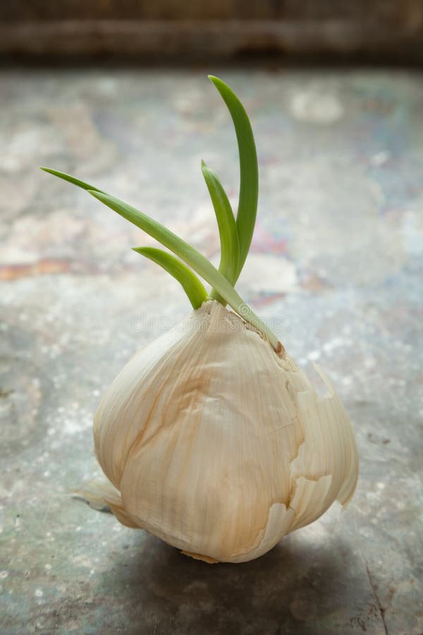 Sprouted Garlic stock photo. Image of germinating, sprouted - 55047972