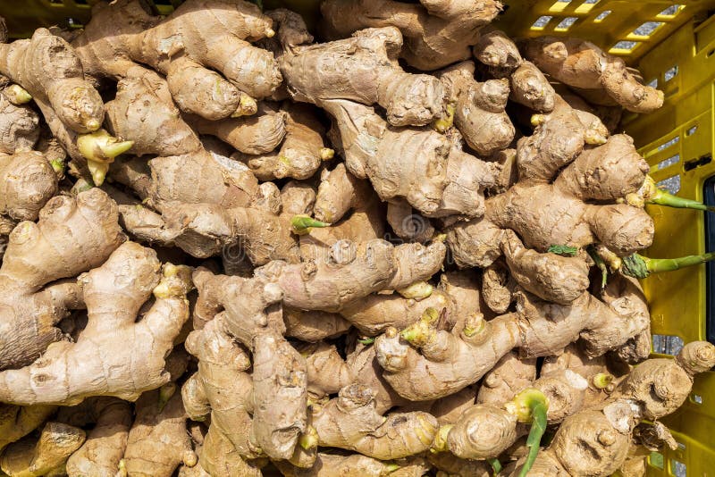 Sprouted ginger roots stock photo. Image of field, plant - 253850210