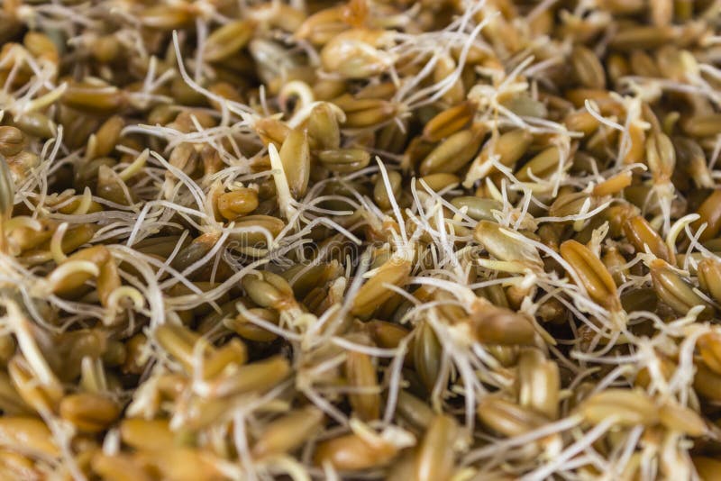 Sprouted grains of rye stock photo. Image of growth, mungo - 66050446