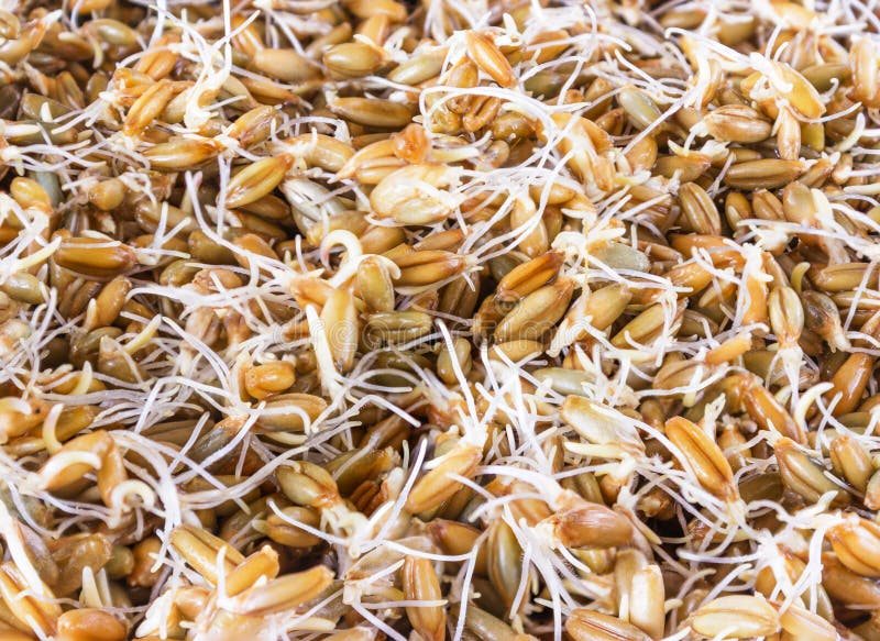 Sprouted grains of rye stock photo. Image of ingredient - 66050458