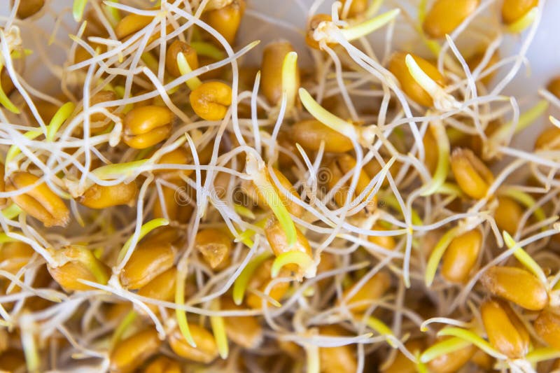Sprouted Grains of Wheat with Small Roots and Sprouts Close-up on a ...
