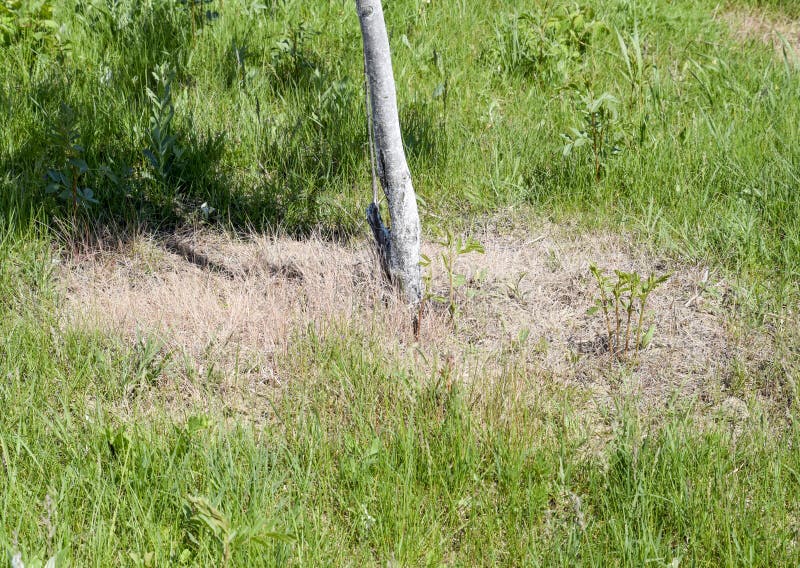Sprouted Grass Around a Young Tree. the Trunk of a Young Tree. Stock ...