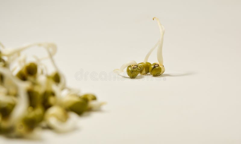 Sprouted Green Gram and Three Kept Different from Group on White ...