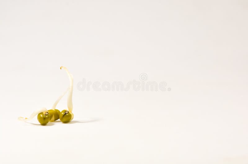 Sprouted Green Gram and Three Kept Different from Group on White ...