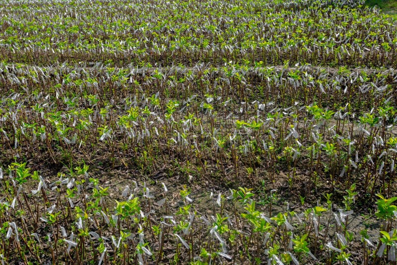 Sprouted Leaves of Guava Tree. Guava Seedlings Lined Up in the Nursery ...