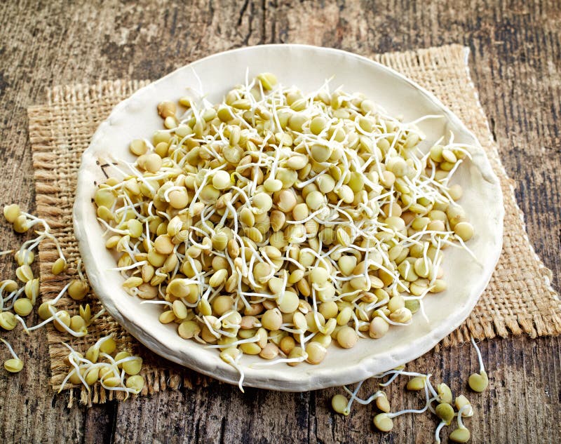 Sprouted lentil seeds stock photo. Image of diet, organic - 56966396