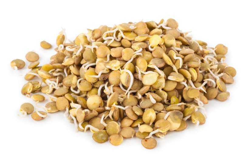 Sprouted lentils stock photo. Image of growth, germinate - 82260404