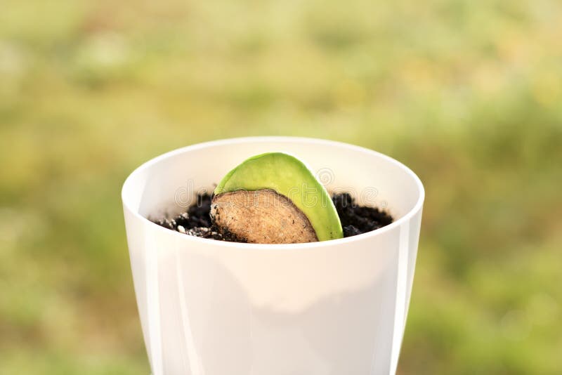 A Sprouted Mango Seed at Home on Windowsill in Flower Pot Stock Photo ...