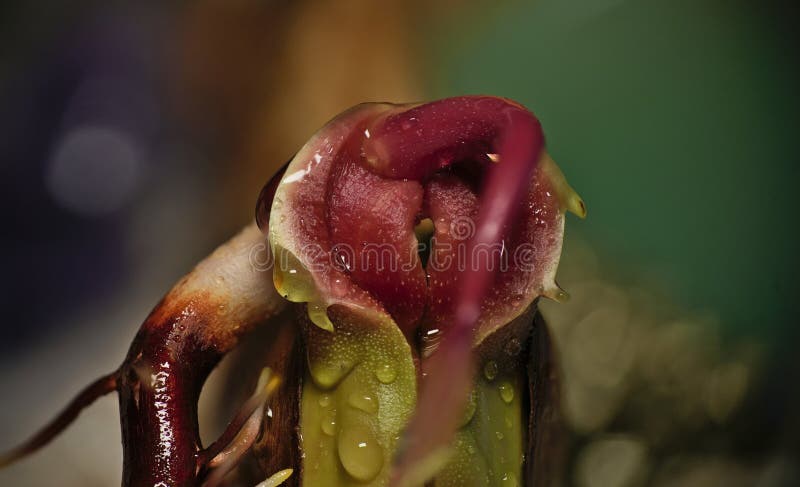 Sprouted mango seed stock image. Image of plant, conditions - 305179827