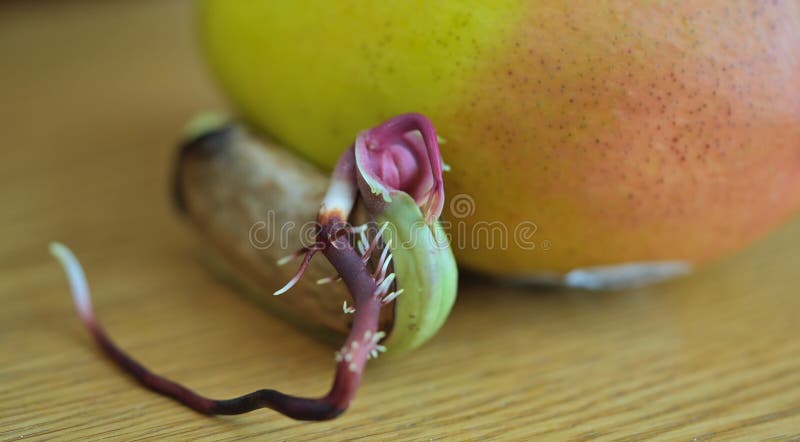 Sprouted mango seed stock image. Image of fruit, season - 305180541