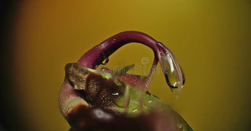 Sprouted mango seed stock photo. Image of concept, leaves - 305179834