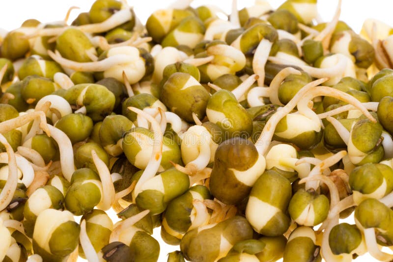Sprouted Mung Bean Isolated Stock Image - Image of soybean, sprout ...