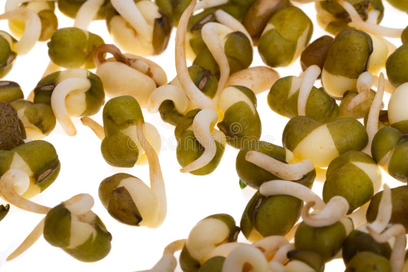 Sprouted Mung Bean Isolated Stock Image - Image of healthy, organic ...