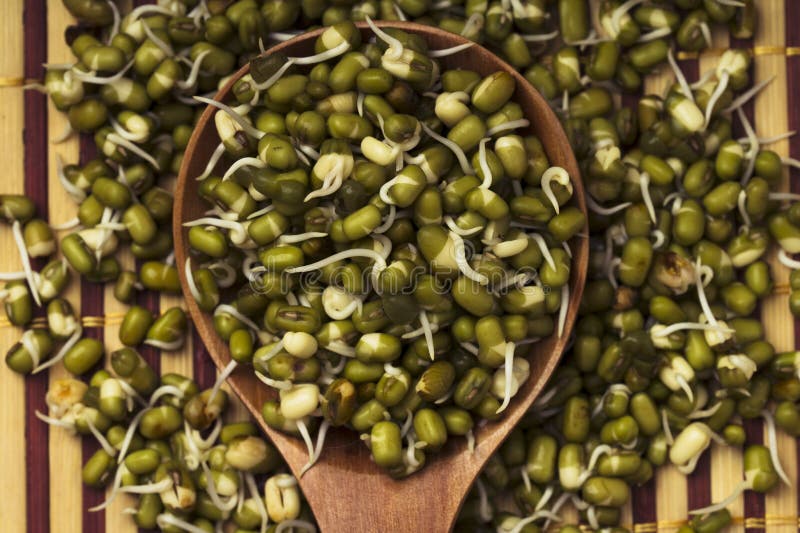 Sprouted Mung Beans. Fresh Sprouts of Bean Seeds Stock Photo - Image of ...