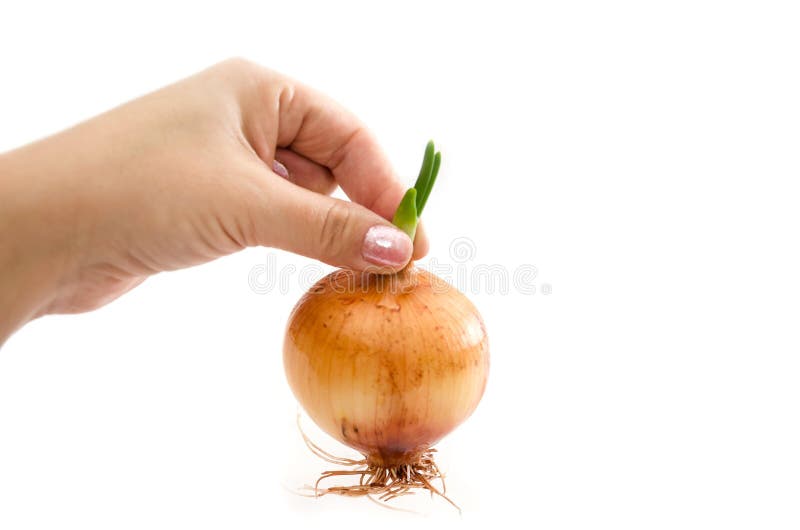 Sprouted Onion in Hand on a White Background. Stock Image - Image of ...