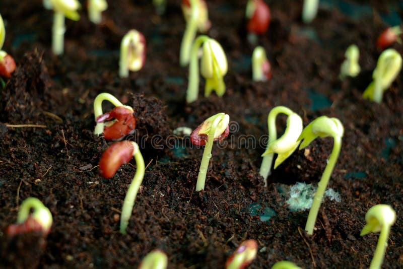 Sprouted Out Pulses Ready To Plant Stock Photo - Image of shoot, care ...
