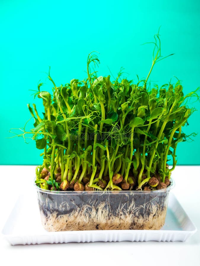 Sprouted Pea with Roots Close Up Stock Image - Image of green, grow ...