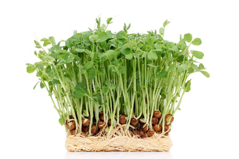Sprouted pea with roots stock photo. Image of natural - 41605580