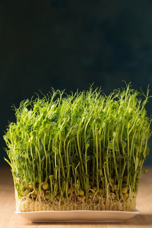 Sprouted Pea Sprouts, Microgreens in a White Rectangular Plate Stock ...