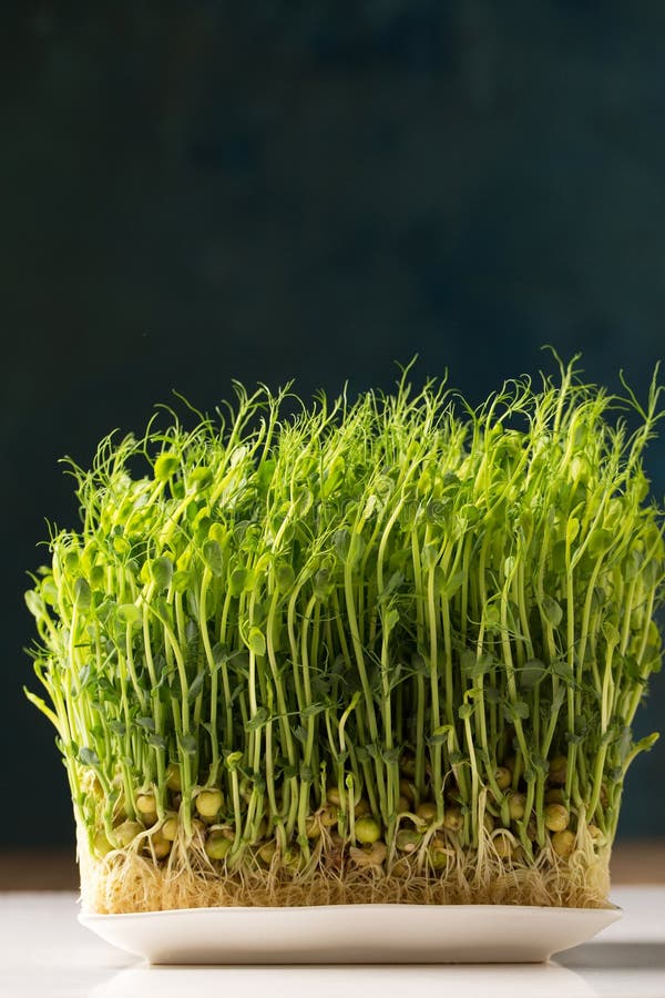 Sprouted Pea Sprouts, Microgreens in a White Rectangular Plate Stock ...