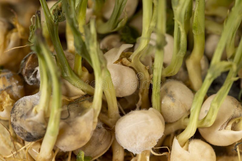 Sprouted Peas in the Tray. Fresh Green Salad of Pea Shoots Stock Photo ...