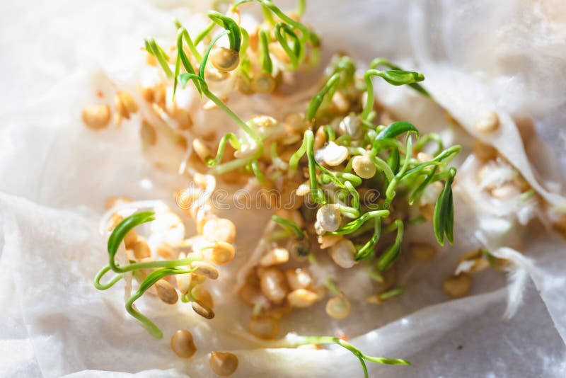 Sprouted pepper seeds. stock photo. Image of plant, growth - 268654408