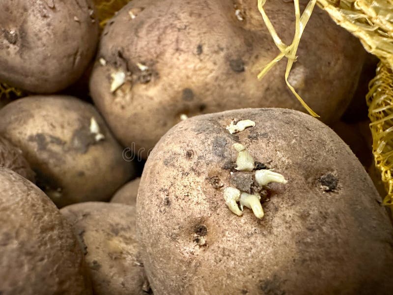 Sprouted Planting Potatoes Potatoes for Planting in Spring Stock Photo ...