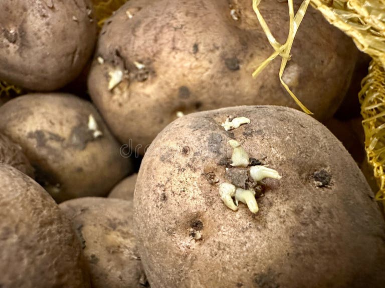 Sprouted Planting Potatoes Potatoes for Planting in Spring Stock Photo ...