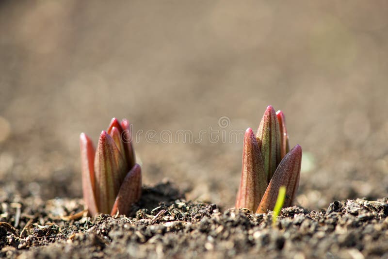 Sprouted Plants in a Spring Garden Stock Image - Image of grow, seed ...