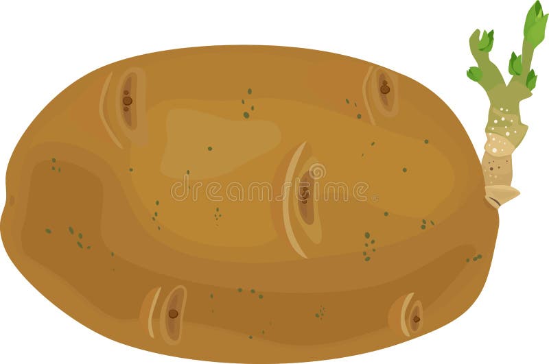 Potato tuber stock illustration. Illustration of potato - 182384138