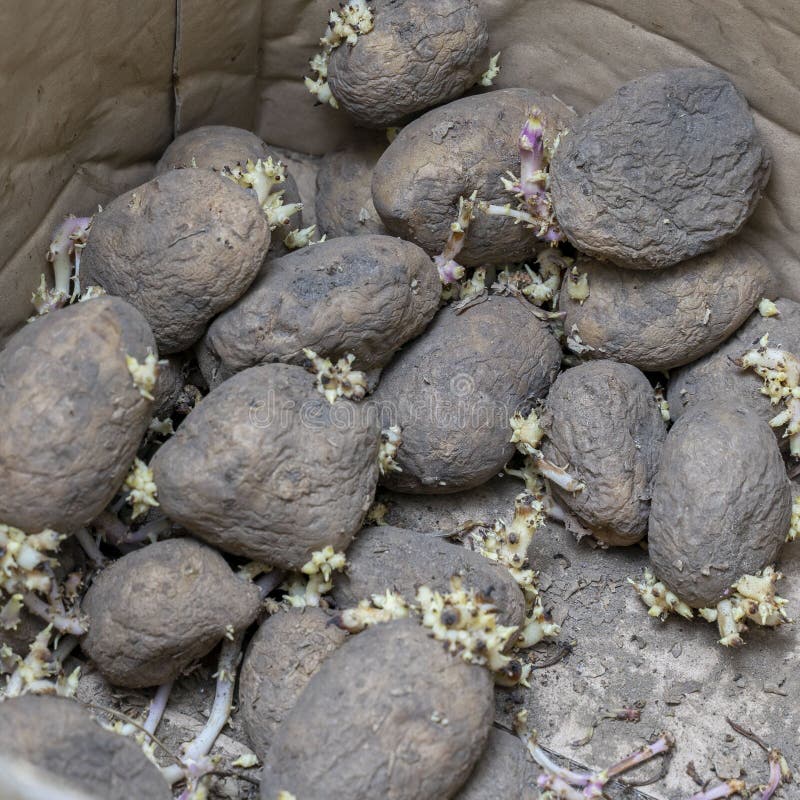 Sprouted Potato Tubers Close Up, Spoiled Vegetables Stock Photo - Image ...