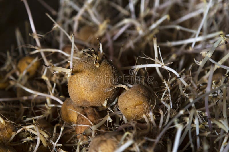 Sprouted Potatoes. Potatoes for Planting in the Box in Cellar Stock ...