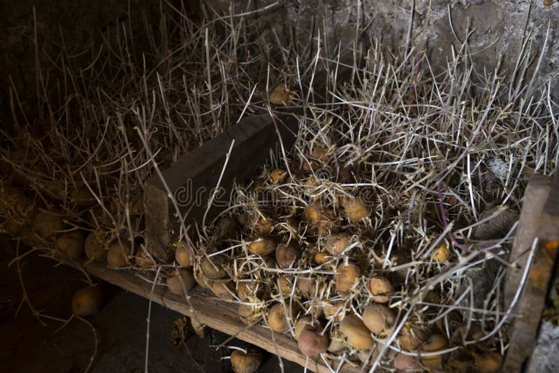 Sprouted Potatoes. Potatoes for Planting in the Cellar Stock Photo ...