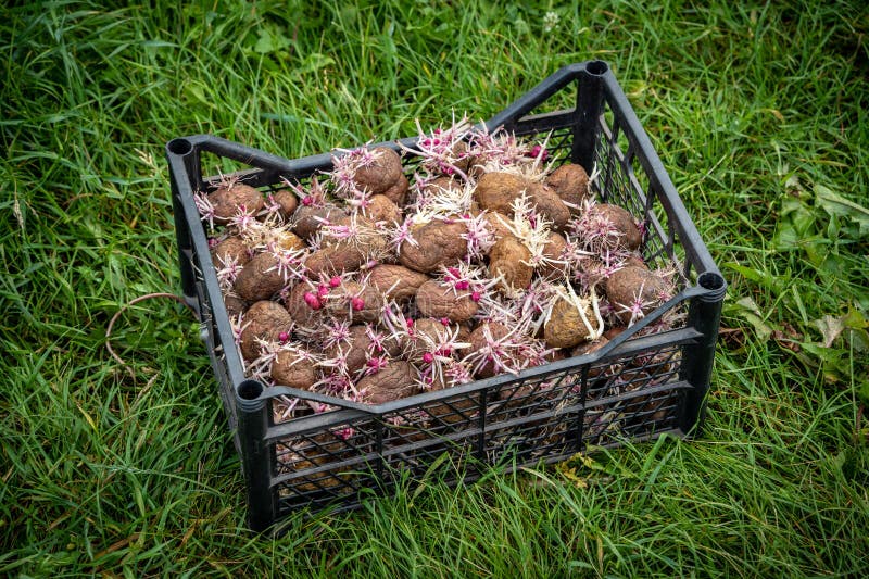 Sprouted Potatoes Ready for Planting in Spring Stock Image - Image of ...
