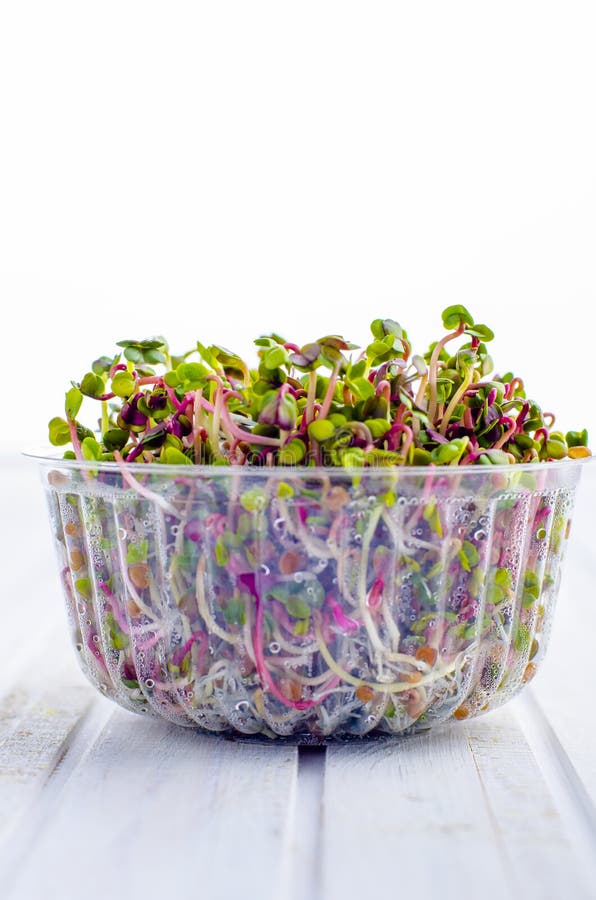 Sprouted radish seeds stock photo. Image of agriculture - 35280162