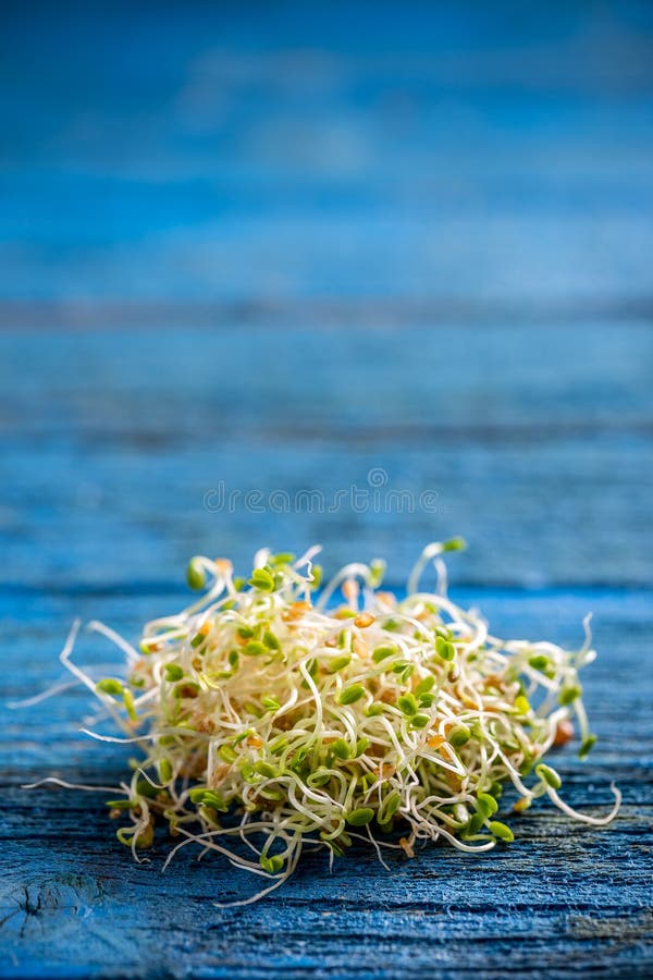 Sprouted red clover seeds stock photo. Image of plant - 62459170