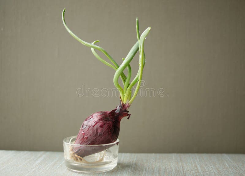 Red Onion Sprouted with Roots, Spring Fresh Vegetables Stock Photo ...