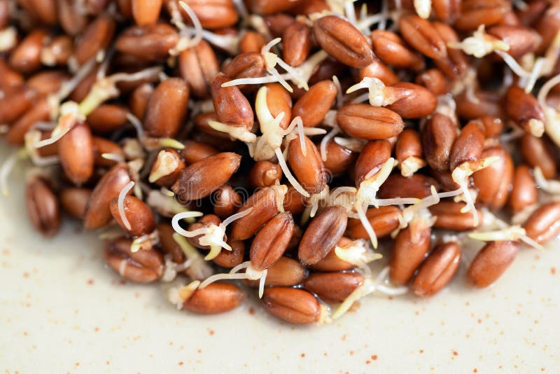 Sprouted Red Wheat Grains Close Up Stock Photo - Image of medicine ...
