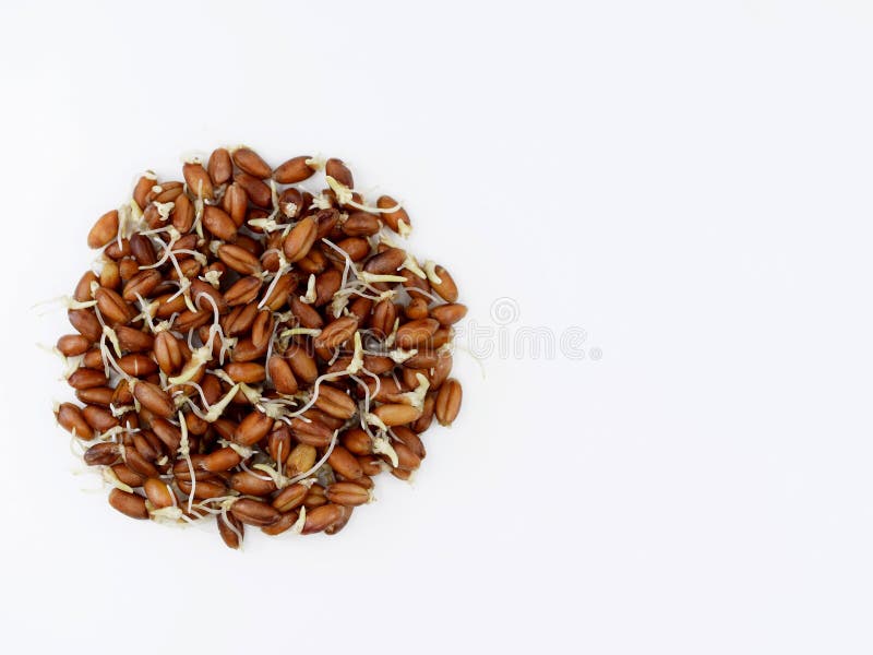 Sprouted Red Wheat Grains, White Background, Copy Space Stock Photo ...