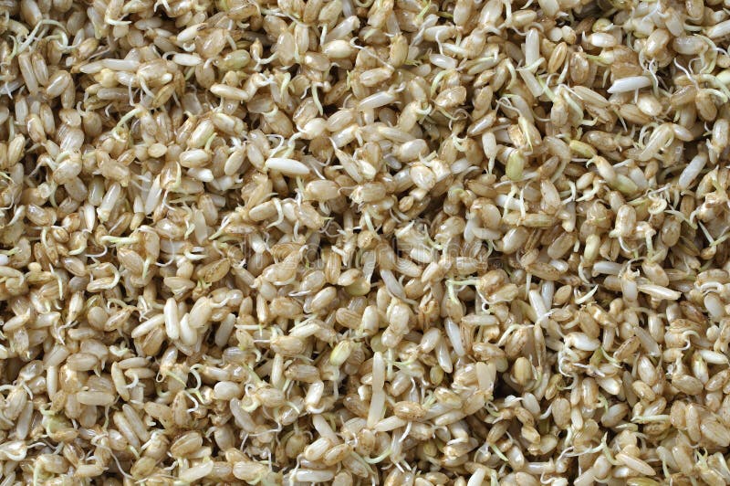 Sprouted rice stock photo. Image of wholesome, healthy - 30856032
