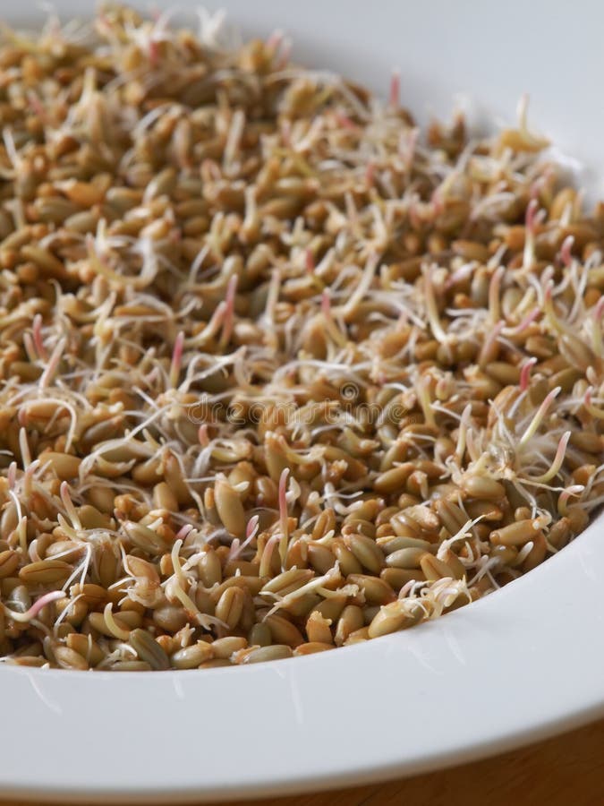 Sprouted rye stock image. Image of cereal, growth, close - 76301607