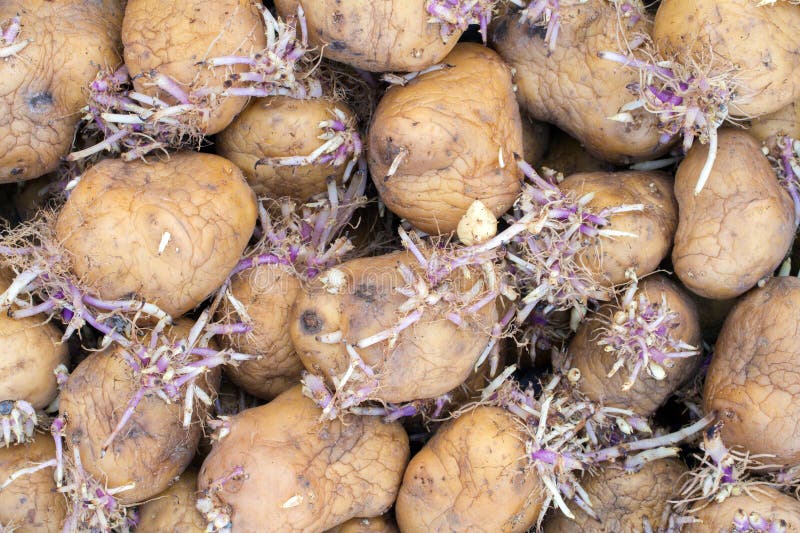 Sprouted Seed Potatoes Close-up. Stock Image - Image of nature, tuber ...