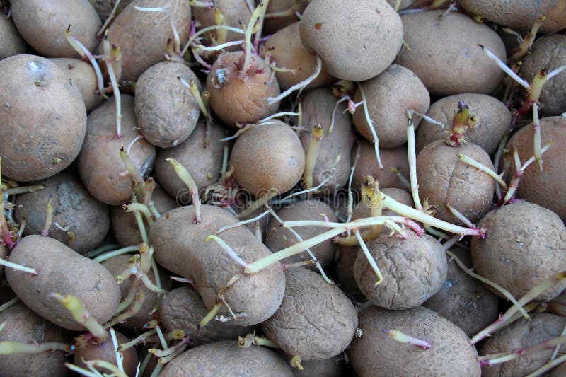 Sprouted Seed Potatoes with Sprouts Stock Image - Image of plant ...