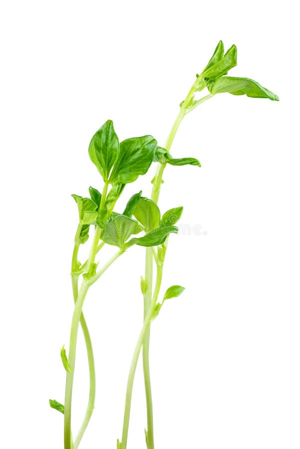 Broad or fava beans stock photo. Image of seeds, healthy - 23152482