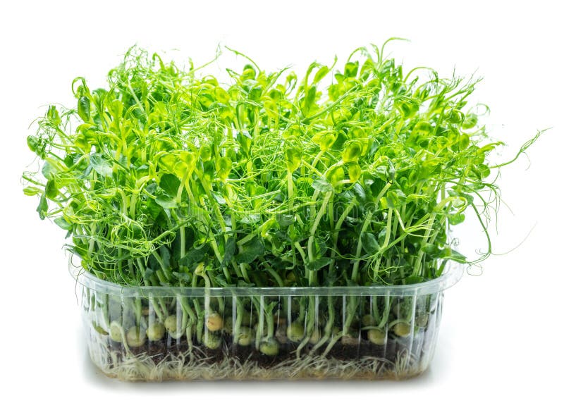 Sprouted Seeds of Pea Isolated on White Background. Microgreens As a ...
